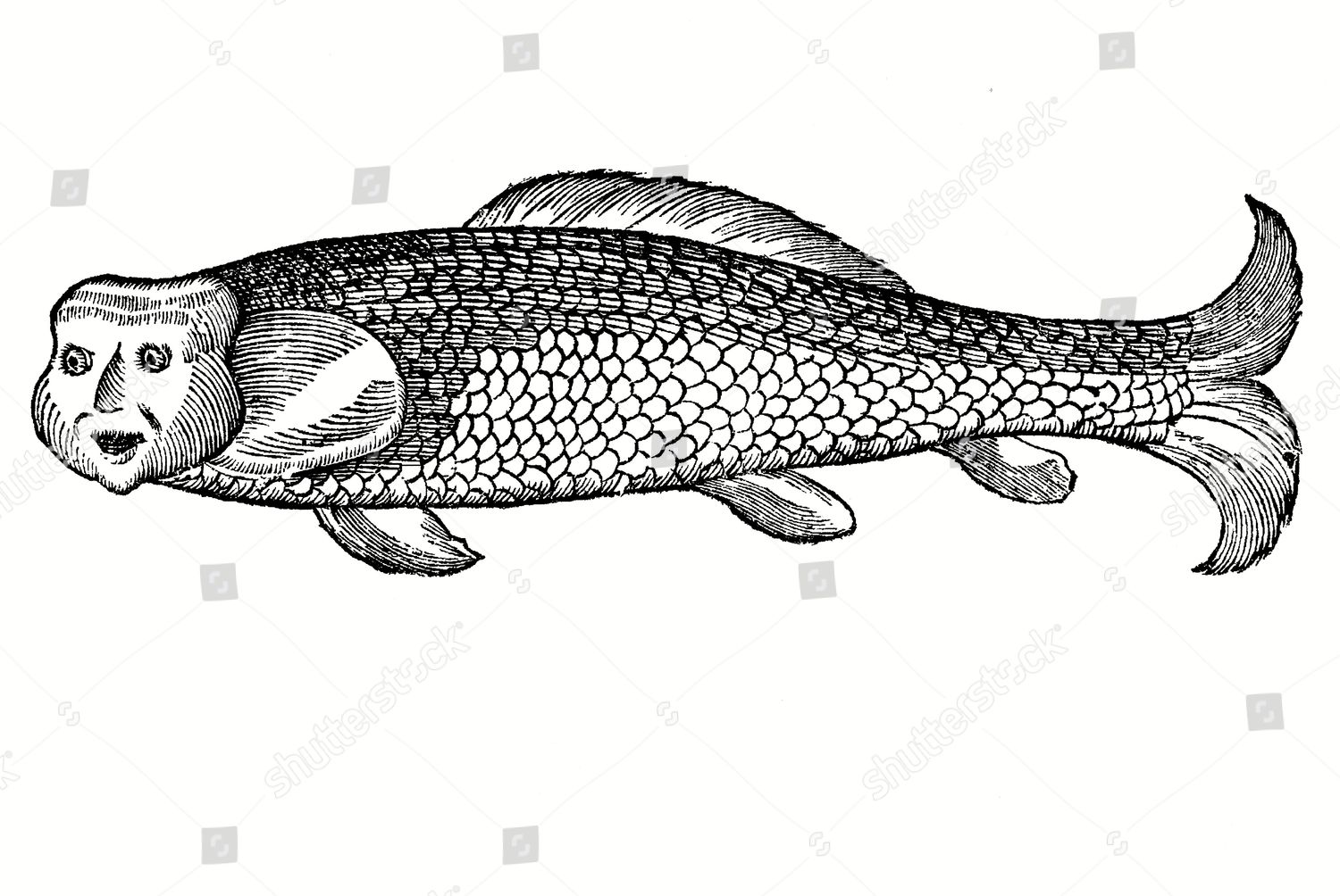 Woodcut Monstrosus Cyprinus Monstrous Carp Aldrovandi Editorial Stock ...