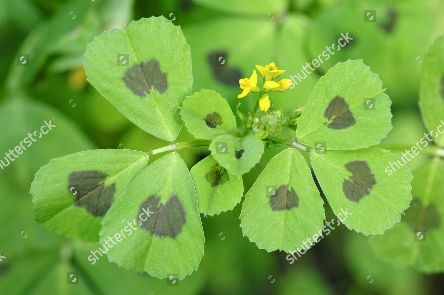 Spotted Medick Spotted Burclover Heart Clover Editorial Stock Photo ...
