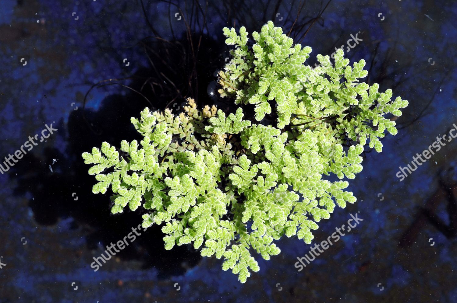 Water Fern Azolla Filiculoides Azolla Caroliniana Editorial Stock Photo ...
