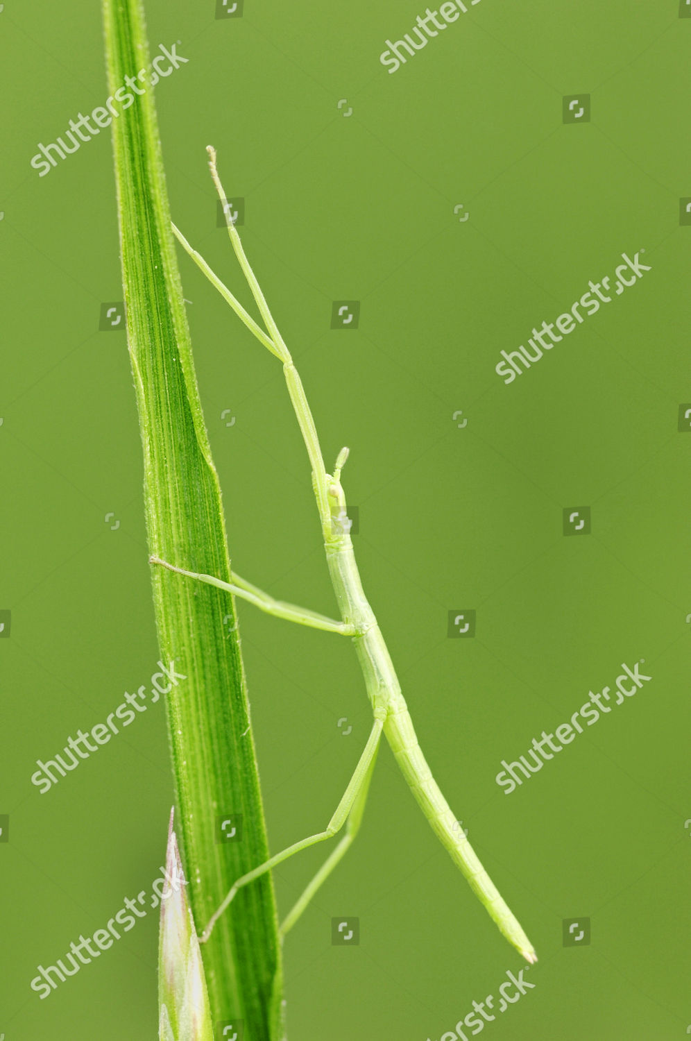 Stick Insect Bacillus Rossius Young Camargue Editorial Stock Photo ...