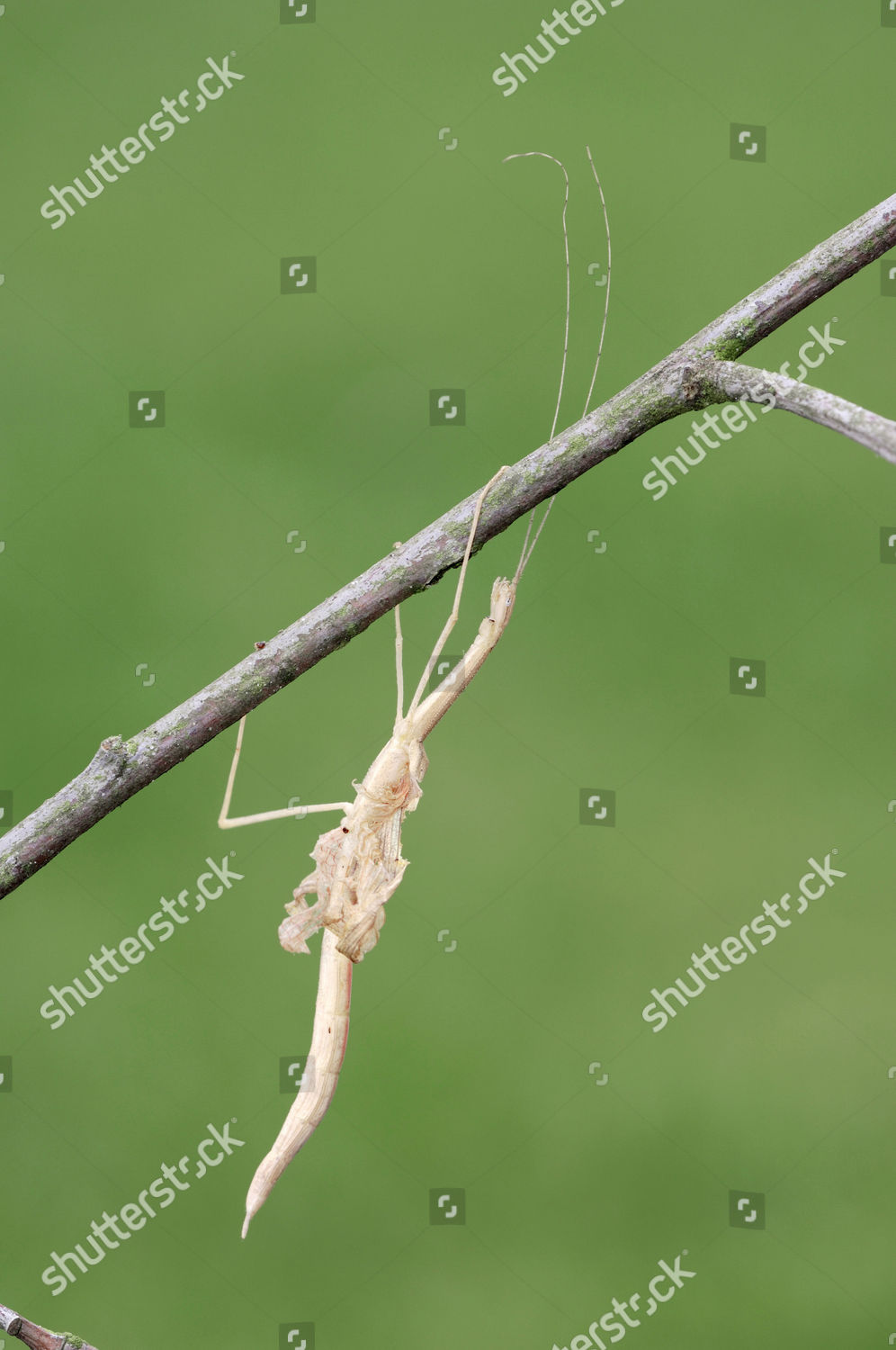 Stick Insect Sipyloidea Sipylus Casting Off Editorial Stock Photo ...