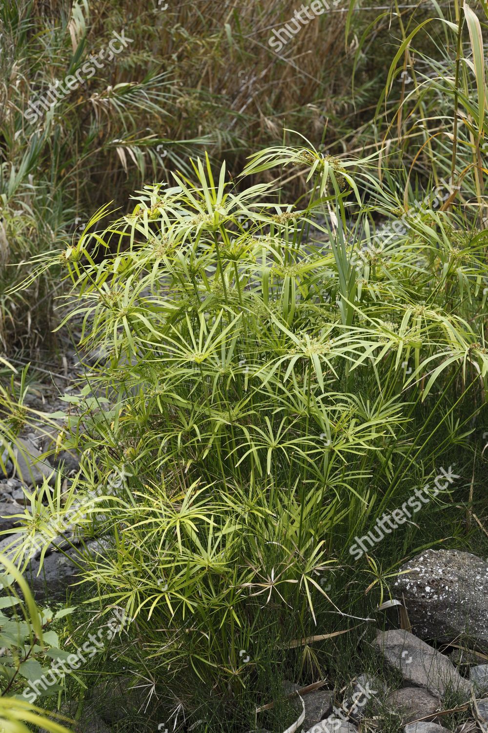 Umbrella Papyrus Umbrella Palm Cyperus Papyrus Editorial Stock Photo ...