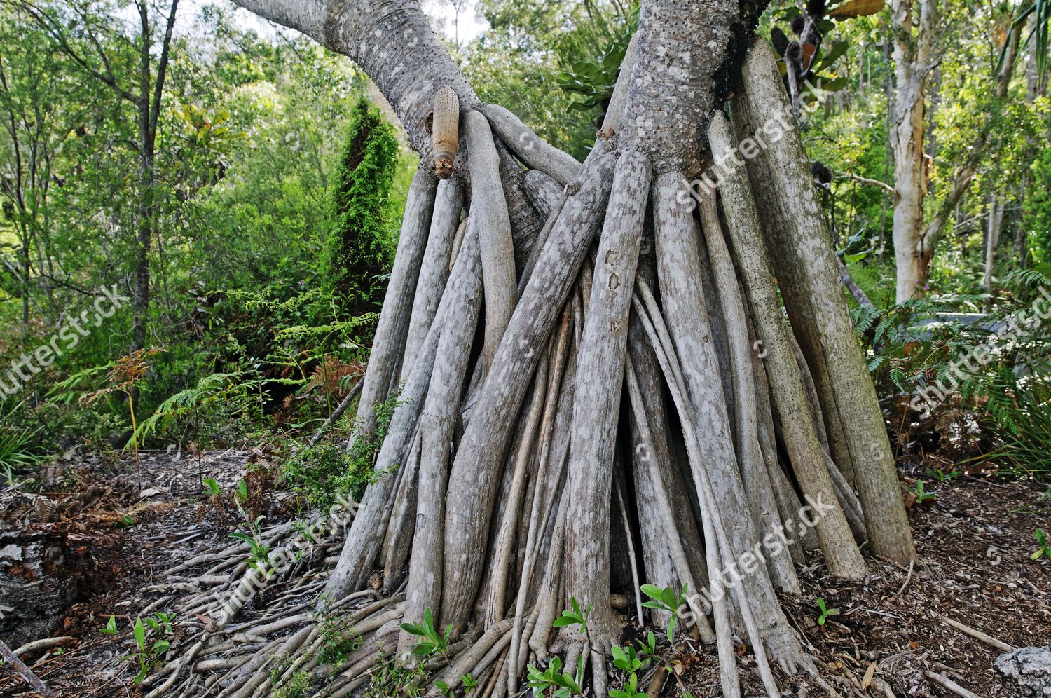Aerial Roots Tree Fraser Island Queensland Editorial Stock Photo ...