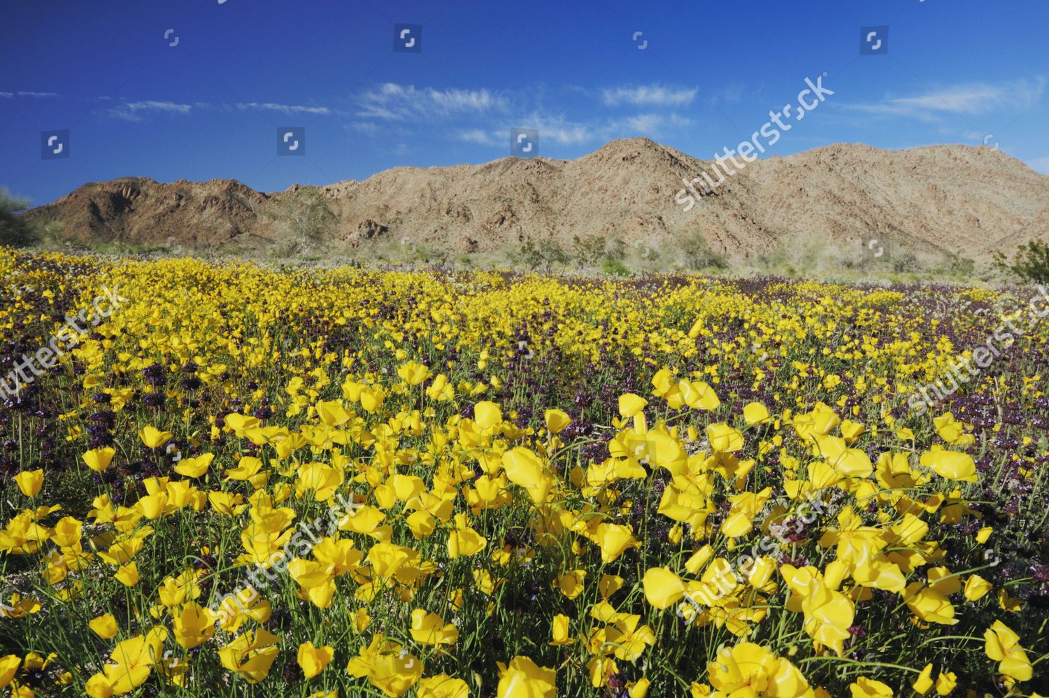 Mojave Desert Bloom Parishs Gold Poppy Editorial Stock Photo - Stock ...