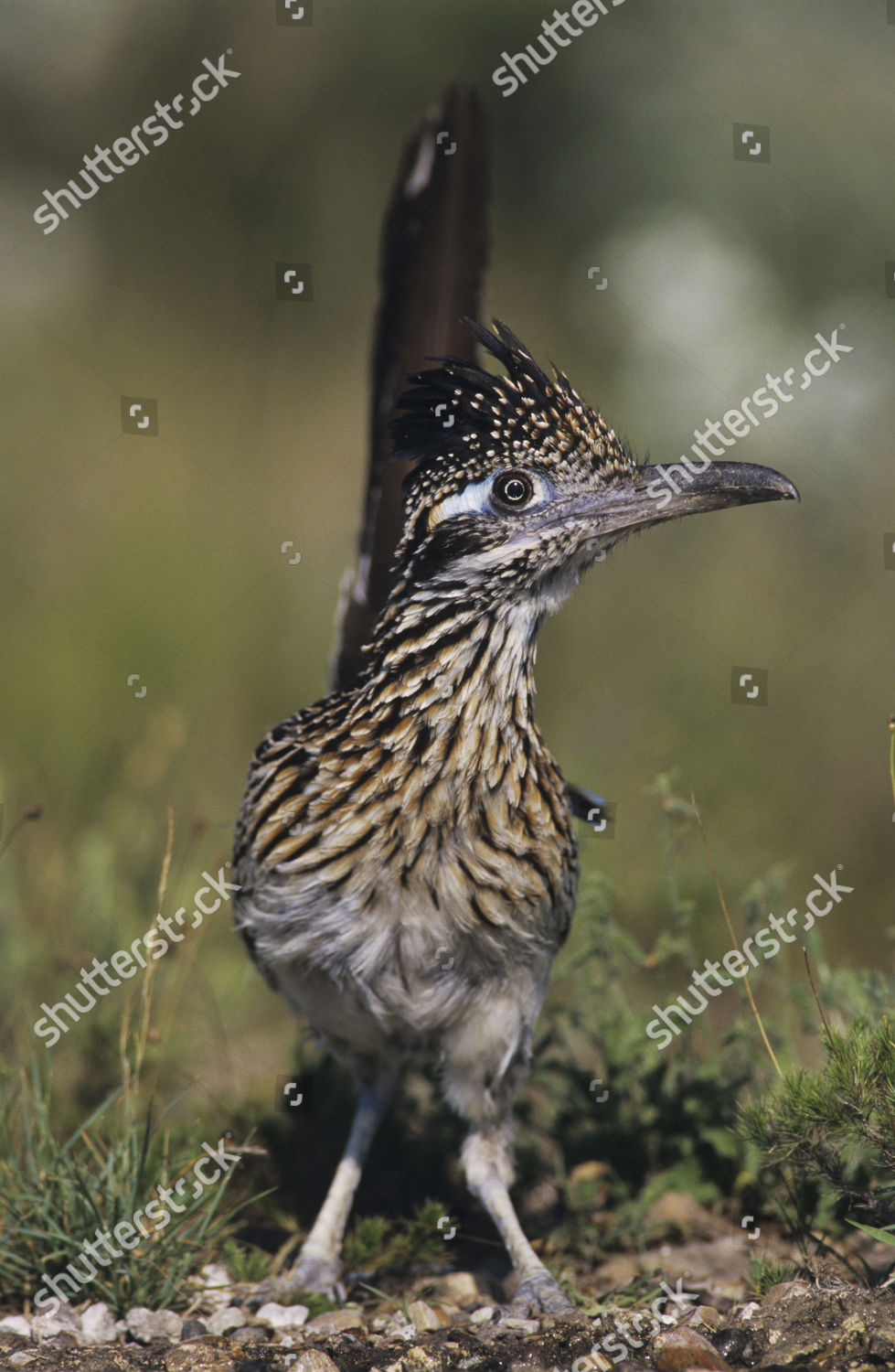 Greater Roadrunner Geococcyx Californianus Adult Starr Editorial Stock ...