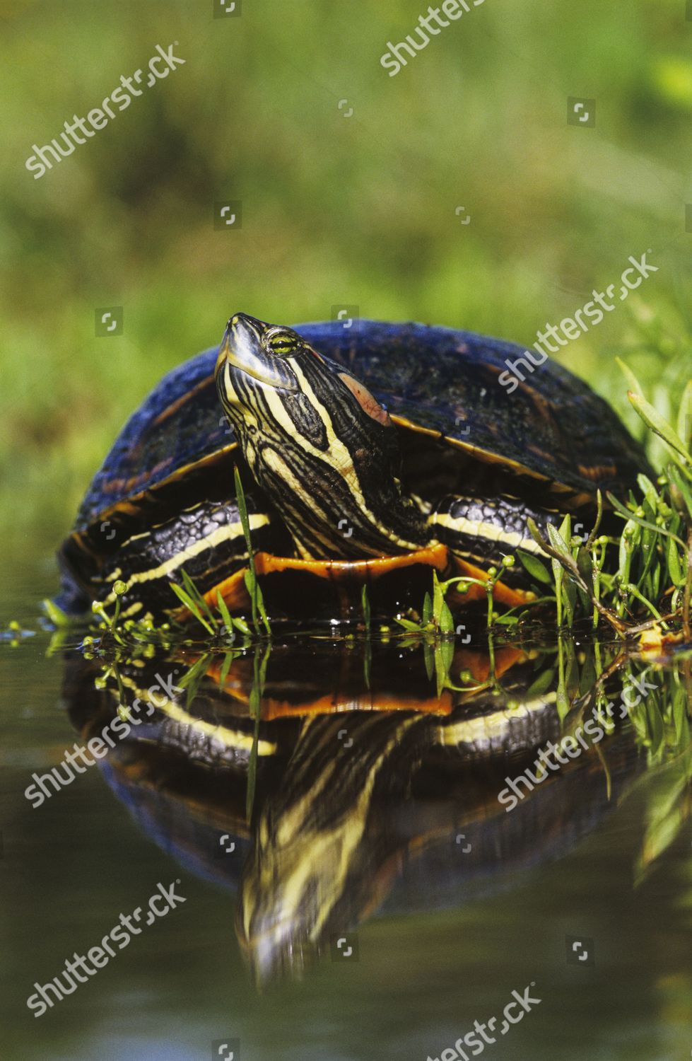 Redeared Slider Trachemys Scripta Elegans Adult Editorial Stock Photo ...