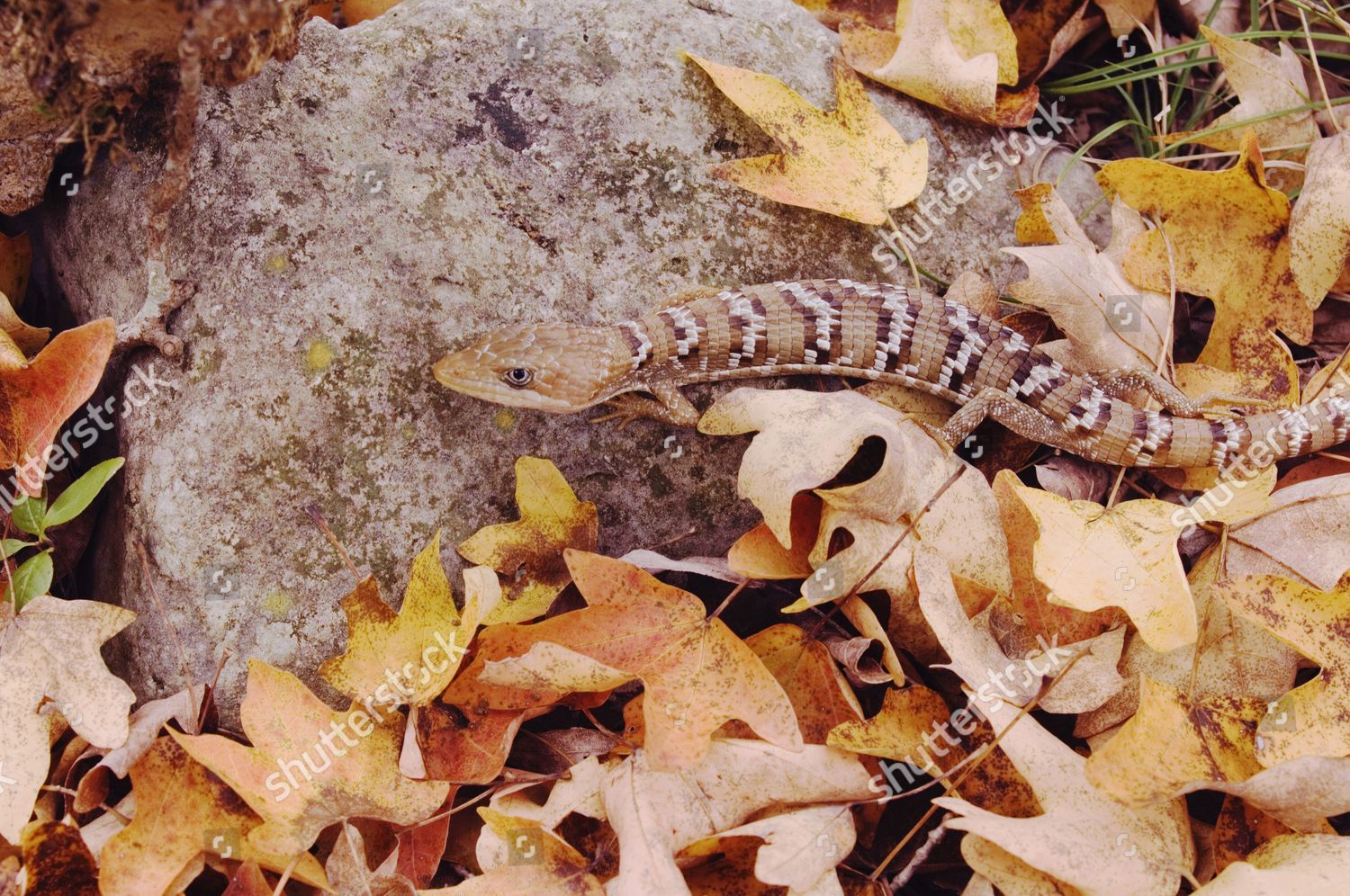 Texas Alligator Lizard Gerrhonotus Infernalis Adult Editorial Stock ...