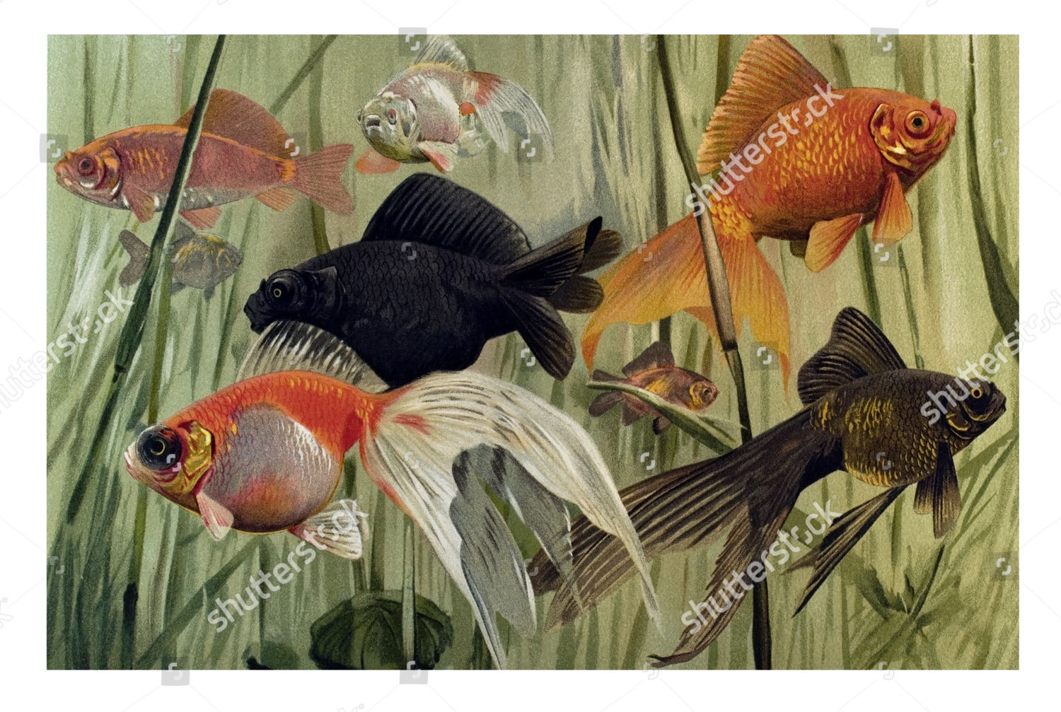 Historical Illustration Goldfish Carassius Auratus Editorial Stock ...