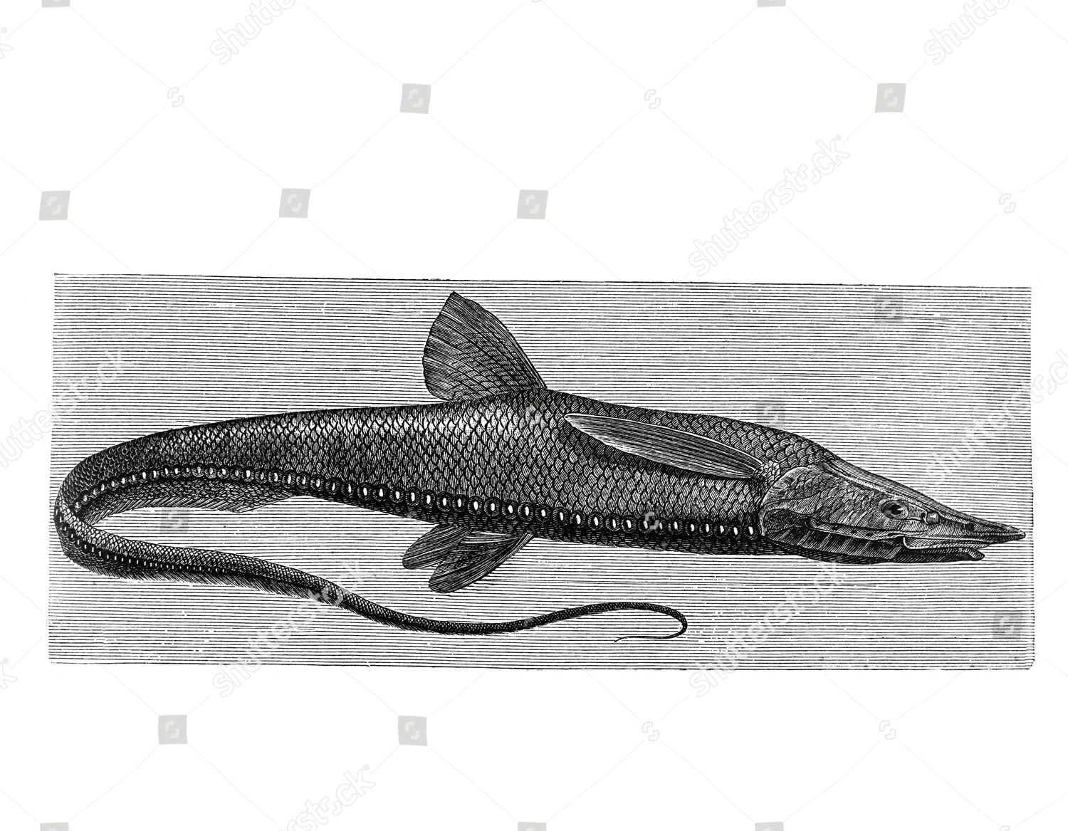 Woodcut Halosaur Halosaurus Macrochir Editorial Stock Photo - Stock ...