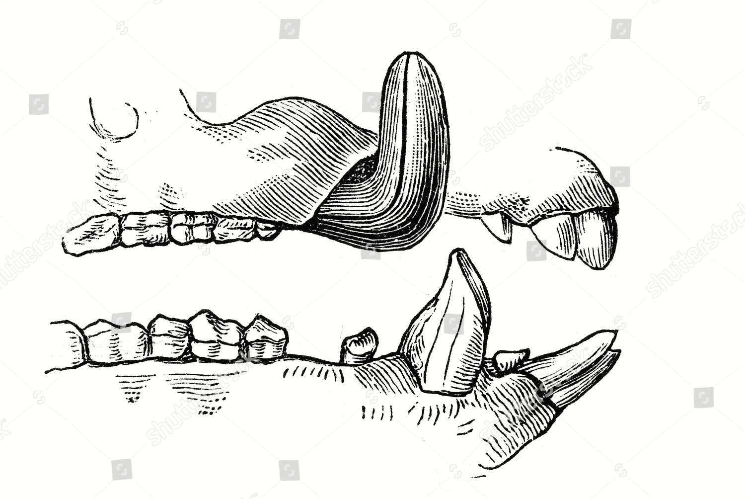 Woodcut Set Teeth Wild Boar Sus Editorial Stock Photo - Stock Image ...