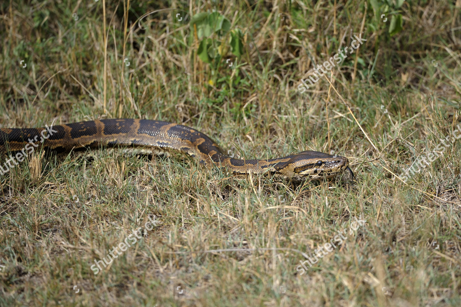 African Rock Python Python Sebae Masai Editorial Stock Photo - Stock ...
