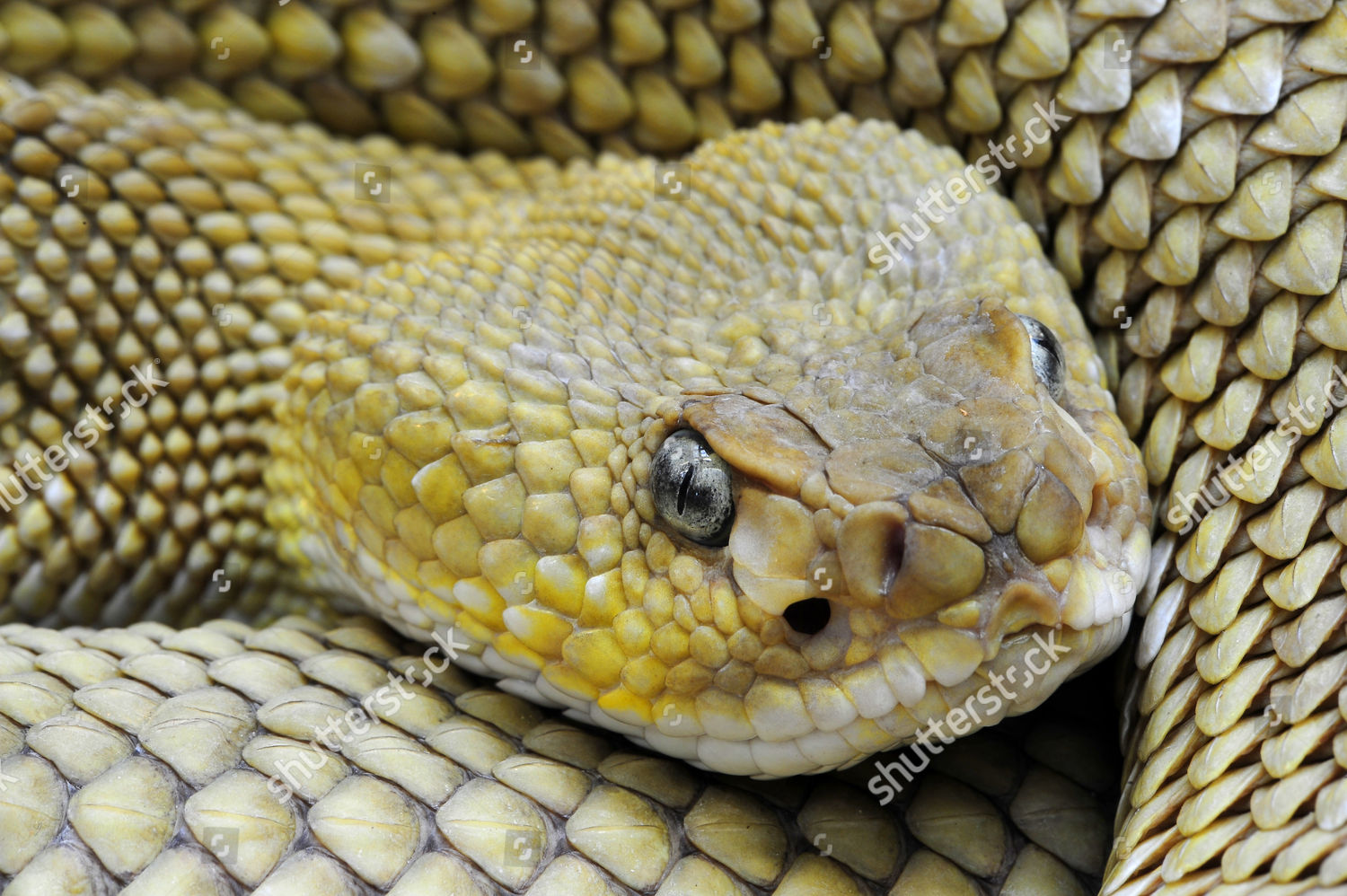 Mexican West Coast Rattlesnake Crotalus Basiliscus Editorial Stock ...