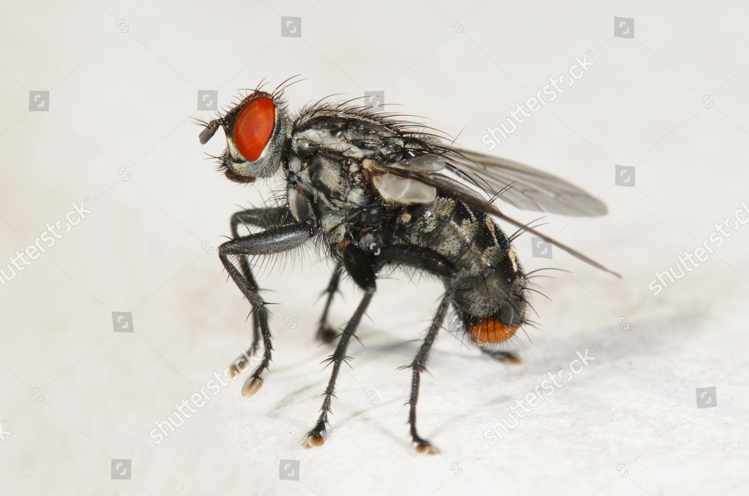 Common Housefly Musca Domestica Editorial Stock Photo - Stock Image ...