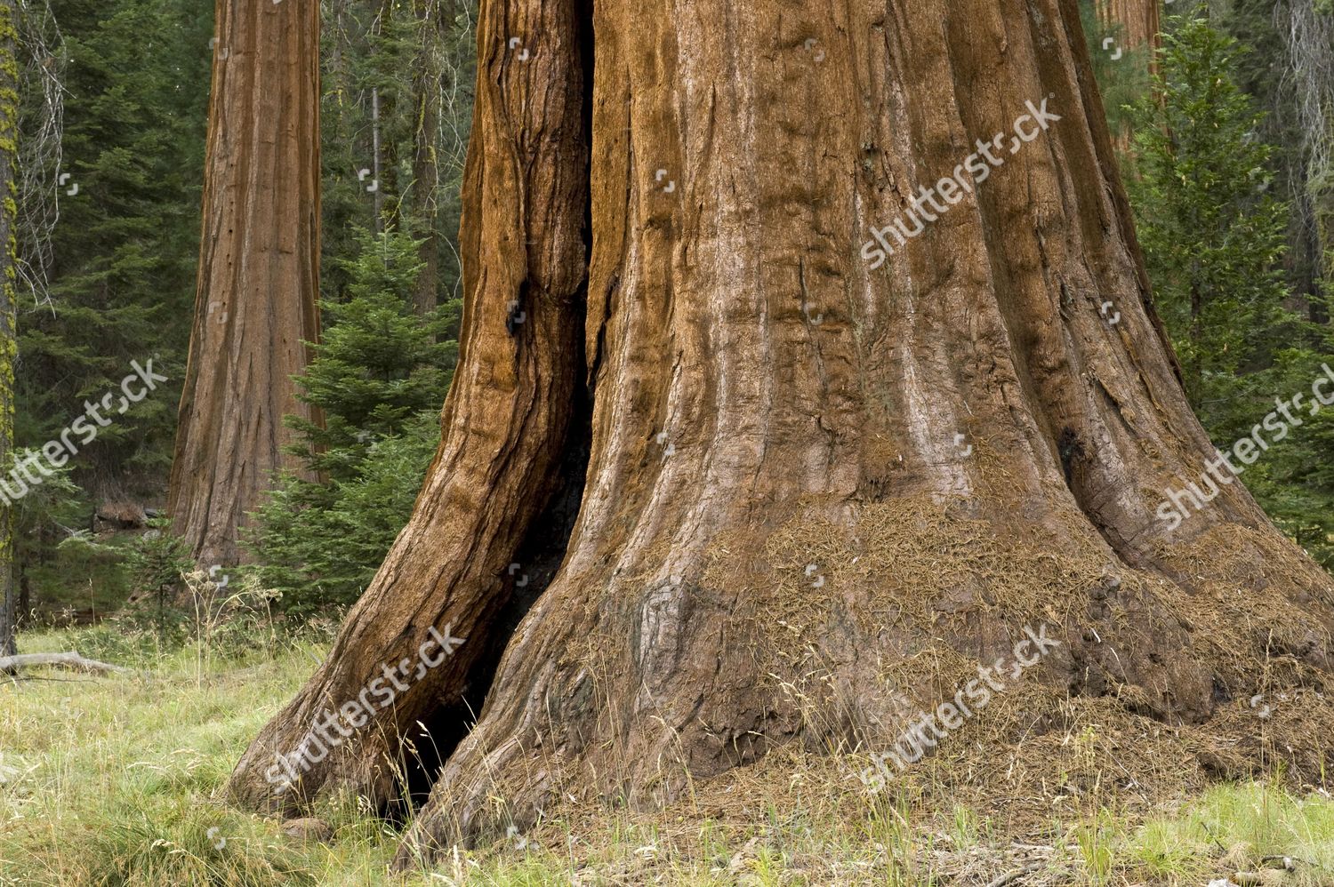 Trunk Giant Sequoia Sequoiadendron Giganteum Giant Editorial Stock ...