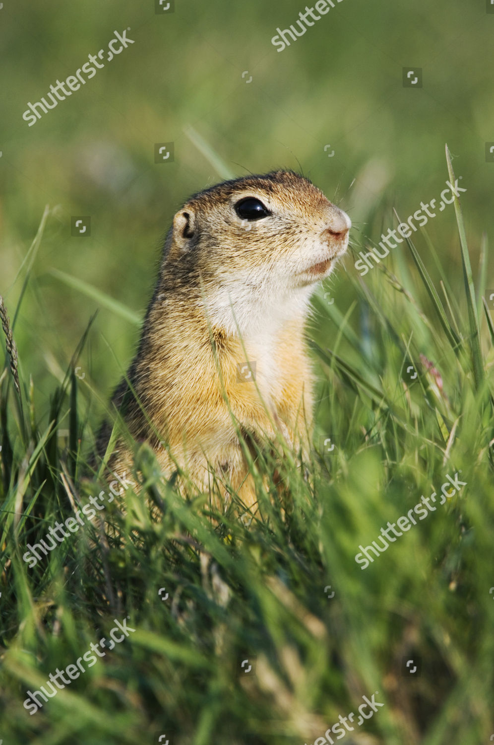 European Suslik Spermophilus Citellus Adult National Editorial Stock ...