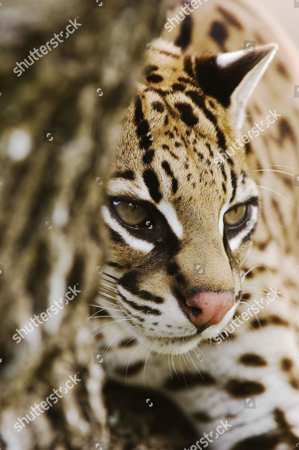 Ocelot Felis Pardalis Captive Female Resting Editorial Stock Photo ...