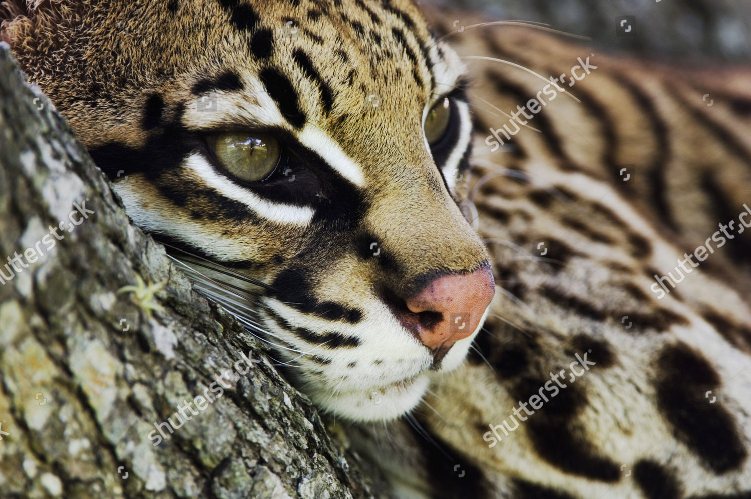 Ocelot Felis Pardalis Captive Female Resting Editorial Stock Photo ...