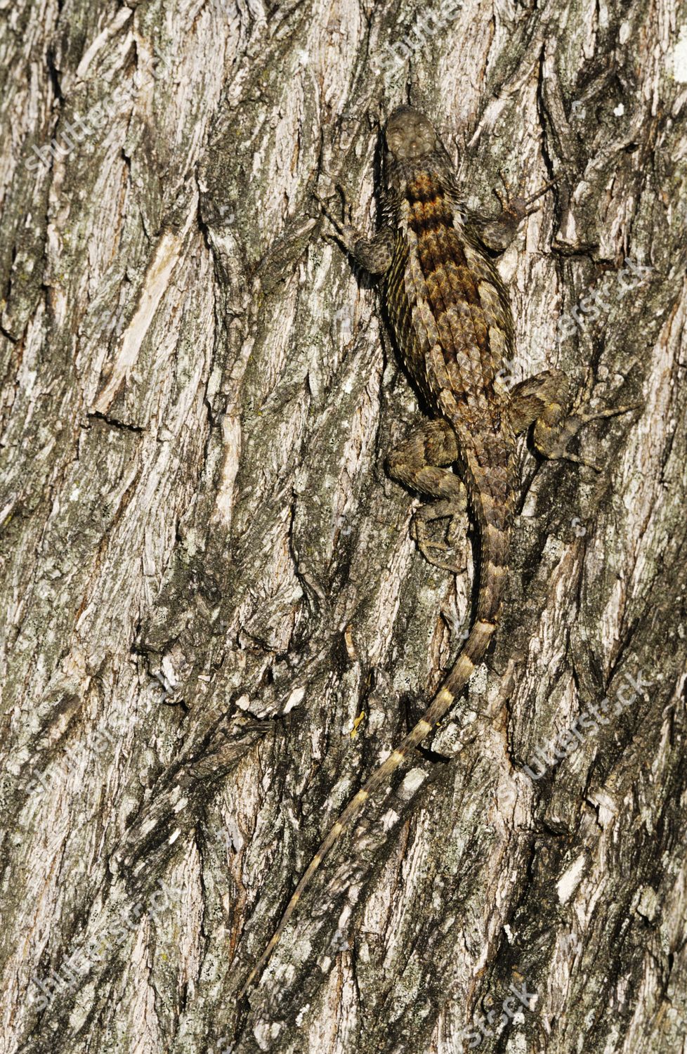 Texas Spiny Lizard Sceloporus Olivaceus Adult Editorial Stock Photo ...