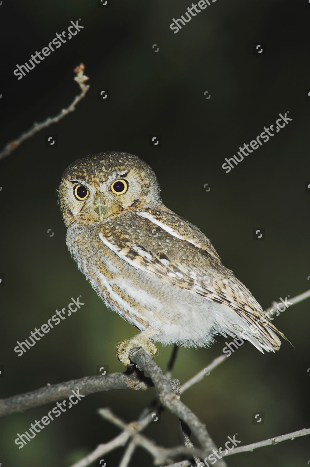 Elf Owl Micrathene Whitneyi Smallest Owl Editorial Stock Photo - Stock ...