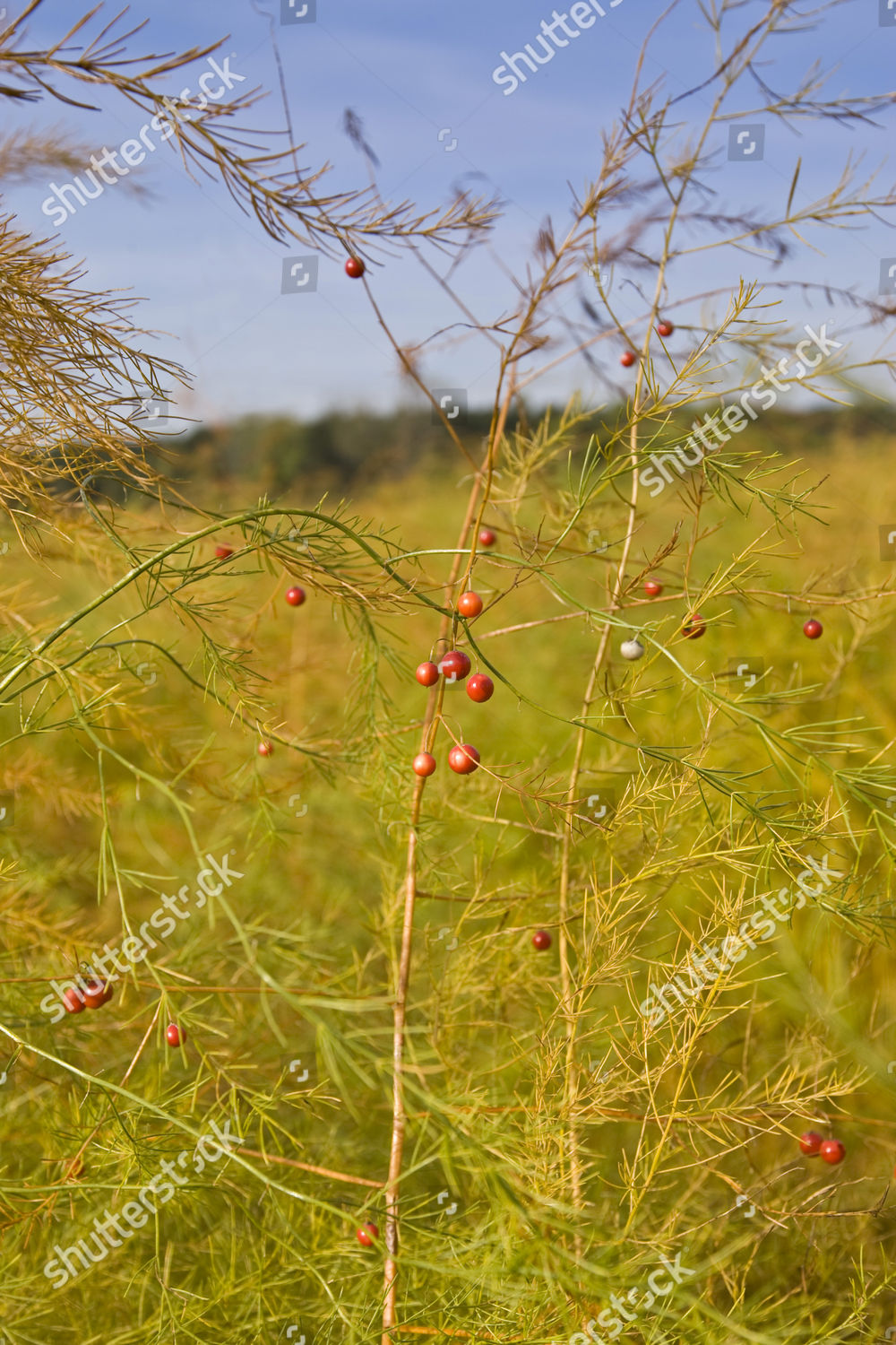 Asparagus Berries Common Asparagus Asparagus Officinalis Editorial ...