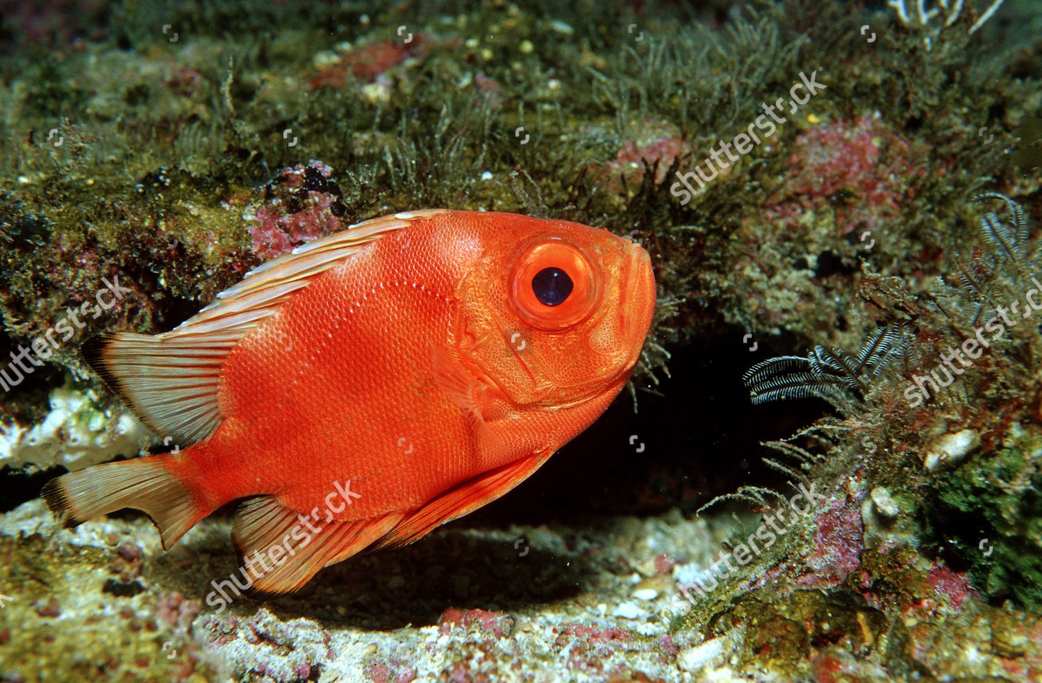 Common Bigeye Priacanthus Hamrur Cocos Island Editorial Stock Photo ...