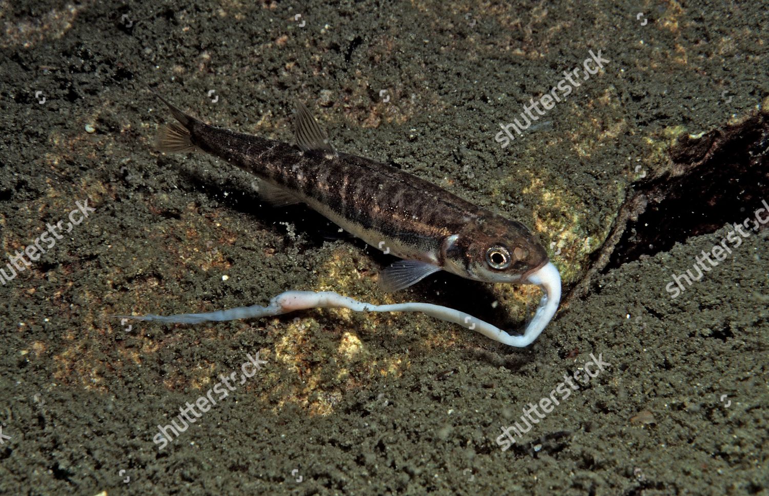 Common Minnow Phoxinus Phoxinus Eating Worm Editorial Stock Photo ...