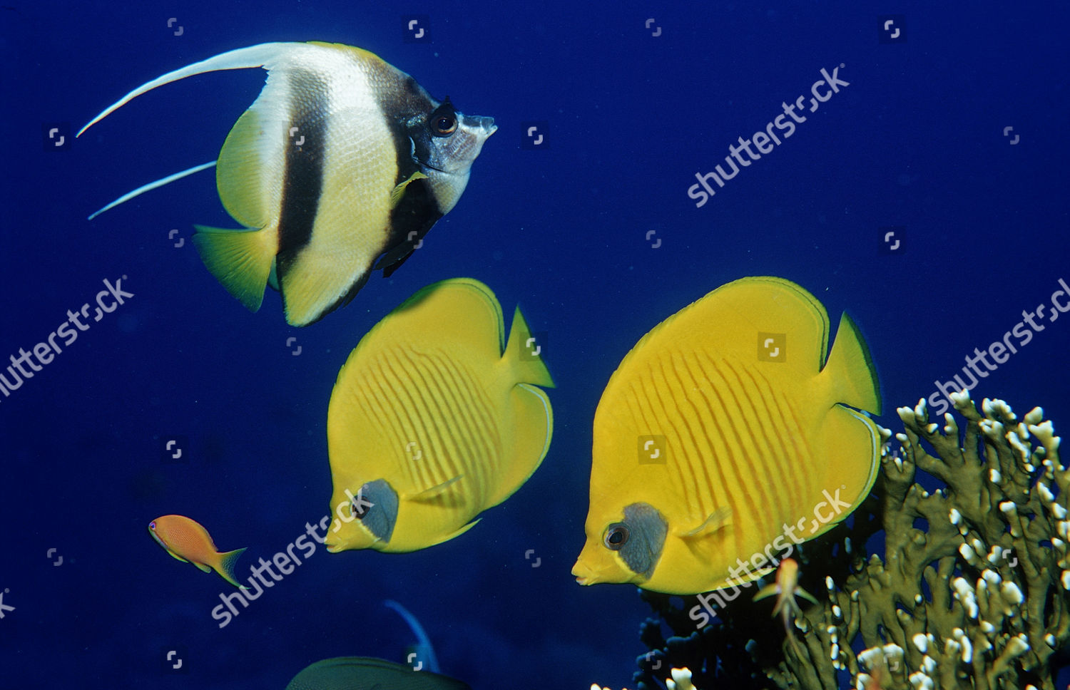 Masked Butterflyfish Chaetodon Semilarvatus Red Sea Editorial Stock ...