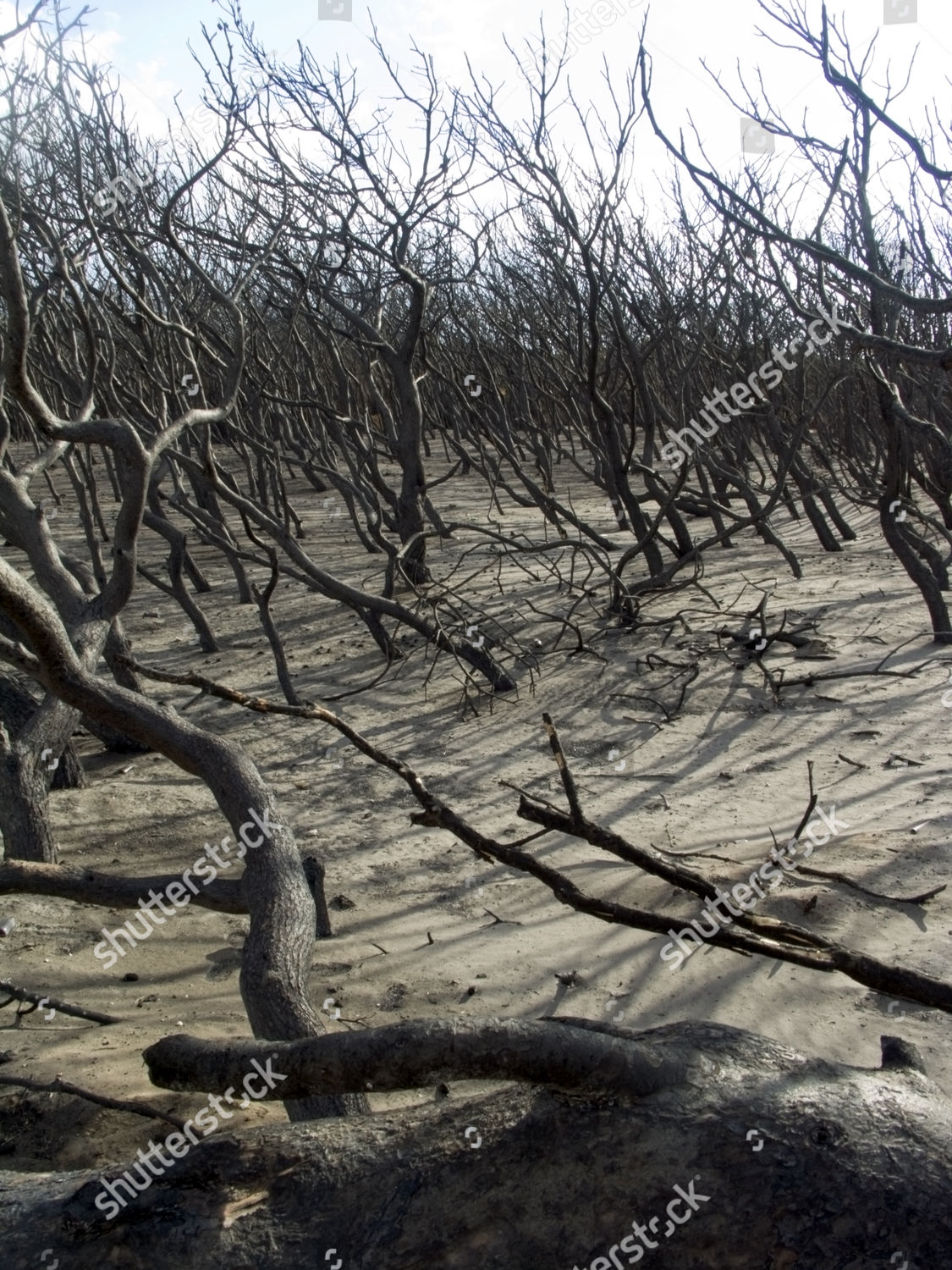 Charred Withered Wood On Beach Marina Editorial Stock Photo - Stock ...