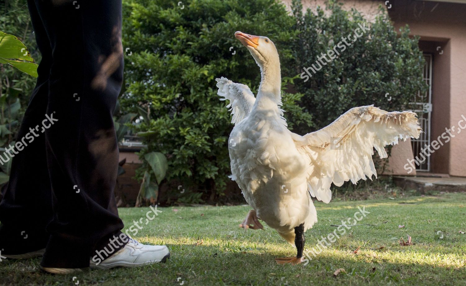 Ozzie Goose Wearing His Prosthetic Leg Editorial Stock Photo - Stock ...