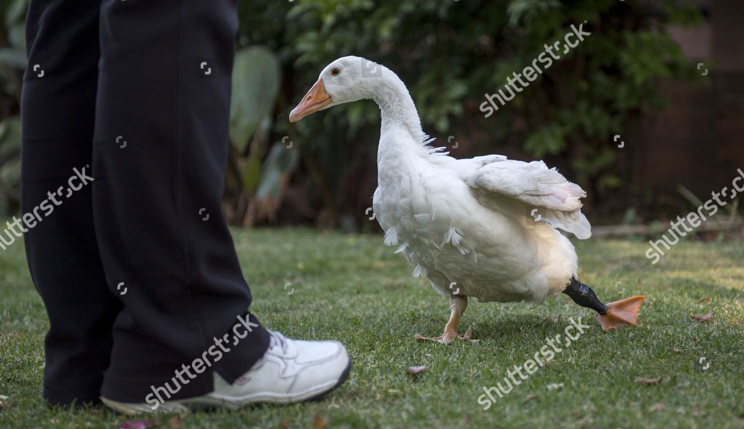Ozzie Goose Wearing His Prosthetic Leg Editorial Stock Photo - Stock ...