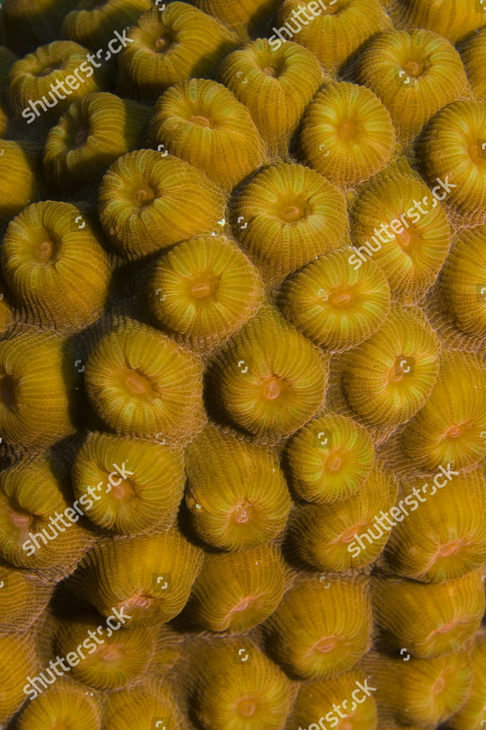 Favia Coral Favia Sp Budding Polyps Editorial Stock Photo - Stock Image ...