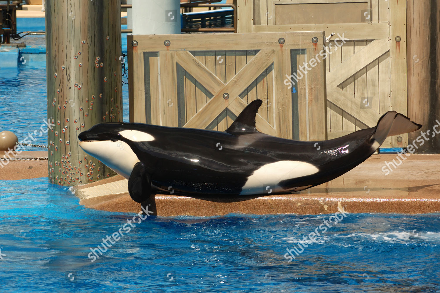 Orca Show Seaworld Adventure Park Orlando Editorial Stock Photo - Stock ...
