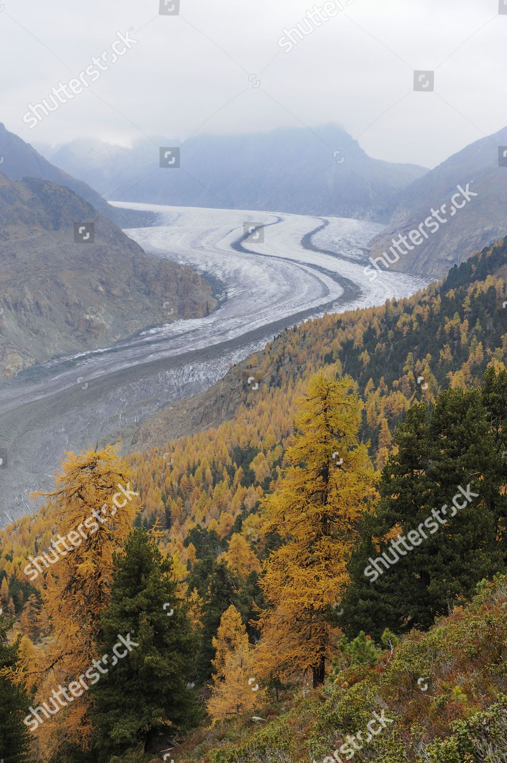 Aletsch Glacier Grosser Aletschgletscher Heart Unesco Editorial Stock ...