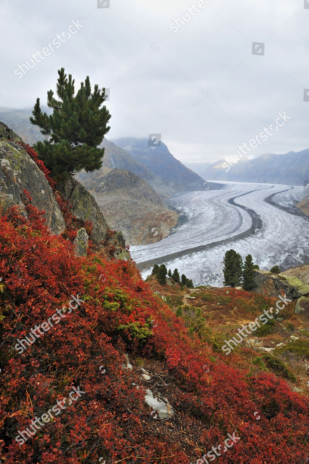 Aletsch Glacier Grosser Aletschgletscher Heart Unesco Editorial Stock ...