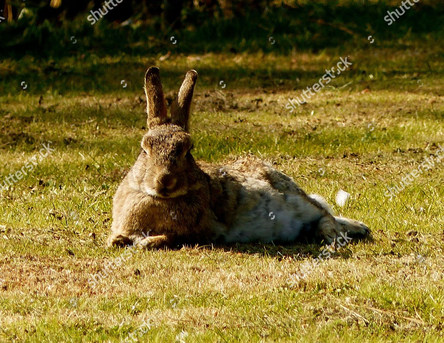 Rabbit Enjoys Sunshine Chewton Bunny Nature Editorial Stock Photo ...