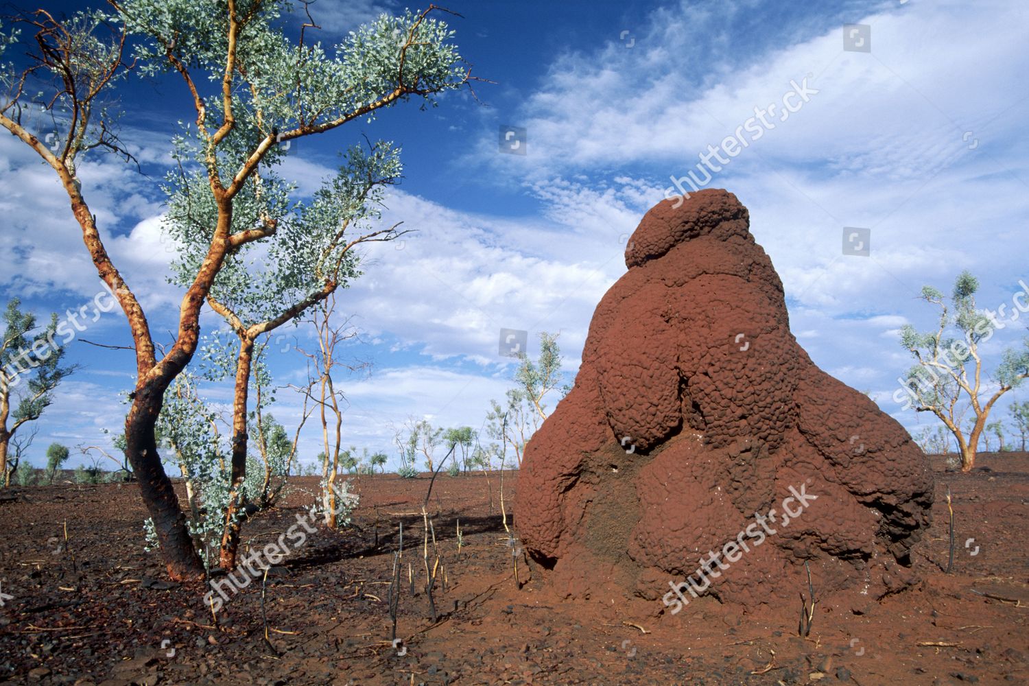 Termite Hill Karijini National Park Western Editorial Stock Photo ...