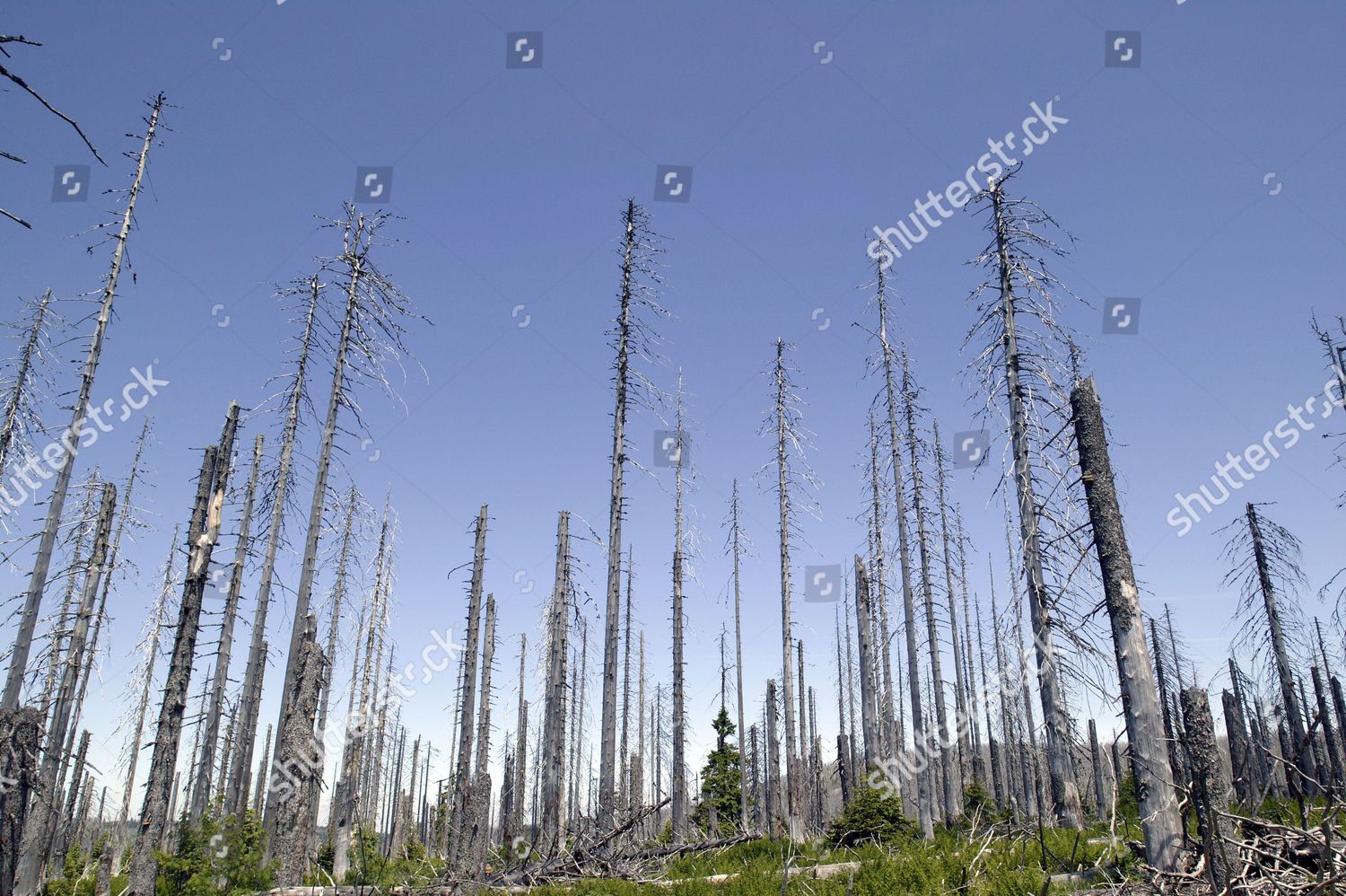 Conifer Forest Dead Spruces Infested By Editorial Stock Photo - Stock ...