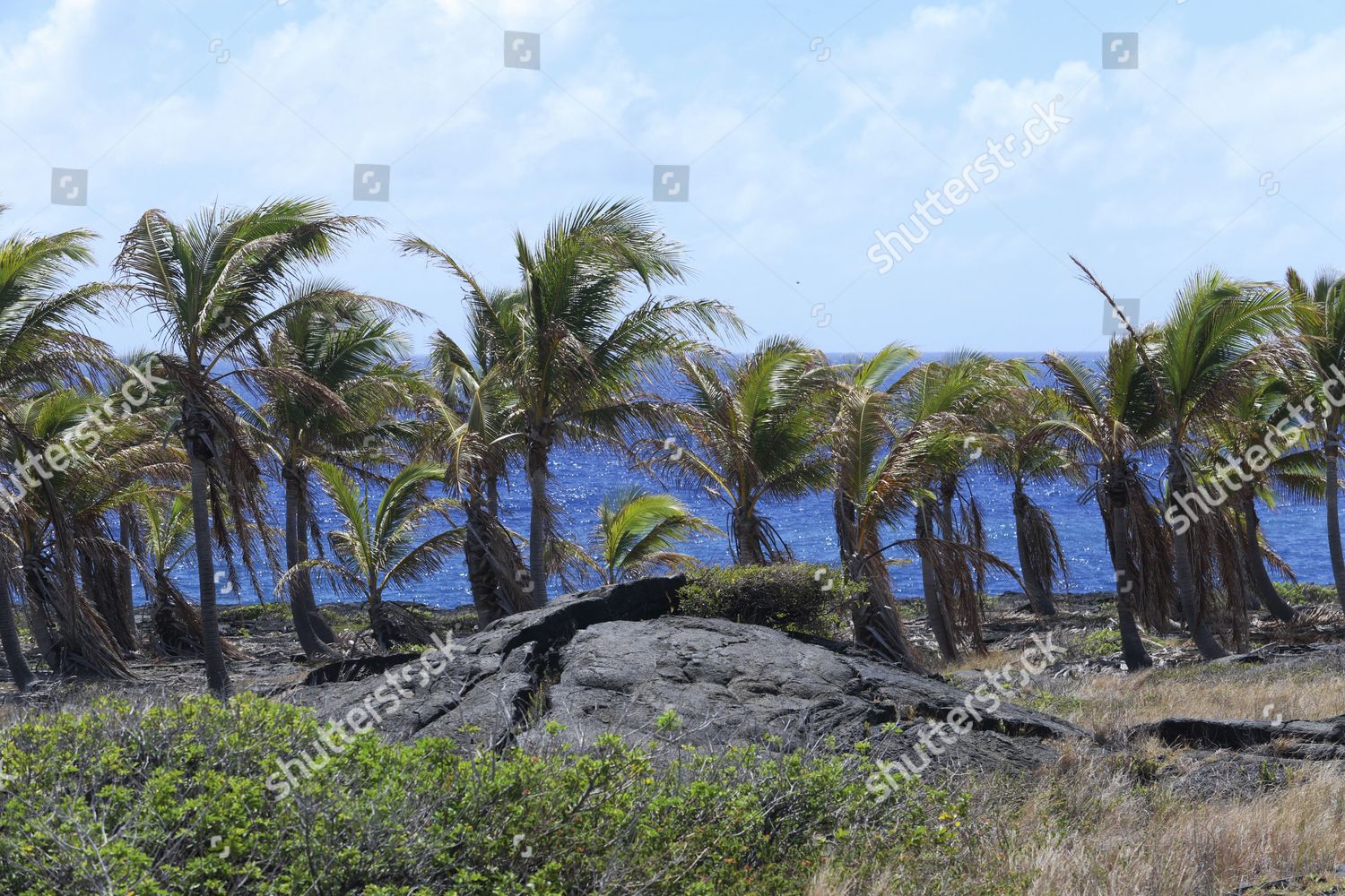 Cooled Lava Palm Trees Volcano Park Editorial Stock Photo - Stock Image ...