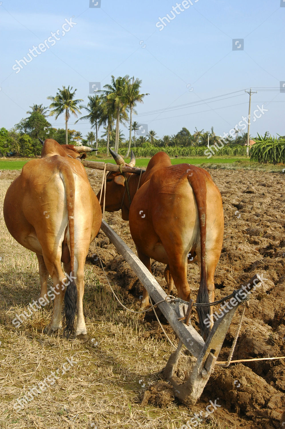 Harnessed Humped Cattle Pulling Simple Single Editorial Stock Photo ...