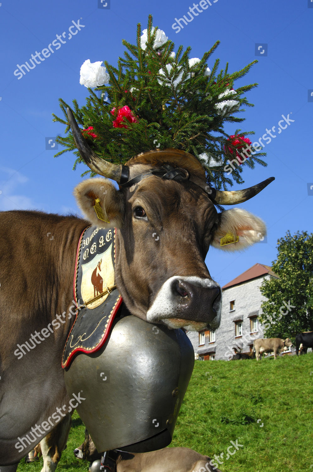 Decorated Queen Cow Ceremonial Driving Cattle Editorial Stock Photo ...