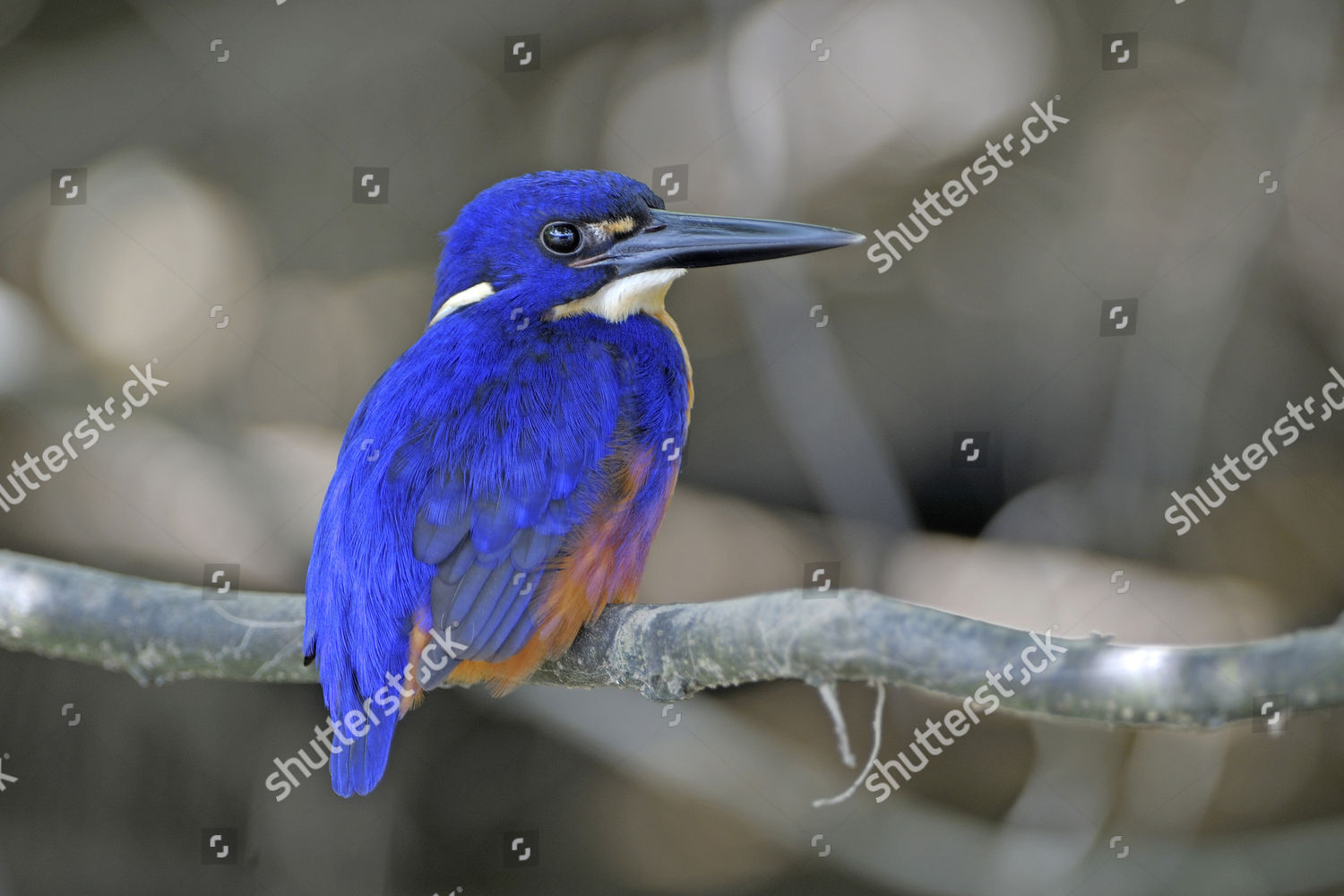 Azure Kingfisher Alcedo Azurea Very Rare Editorial Stock Photo - Stock ...