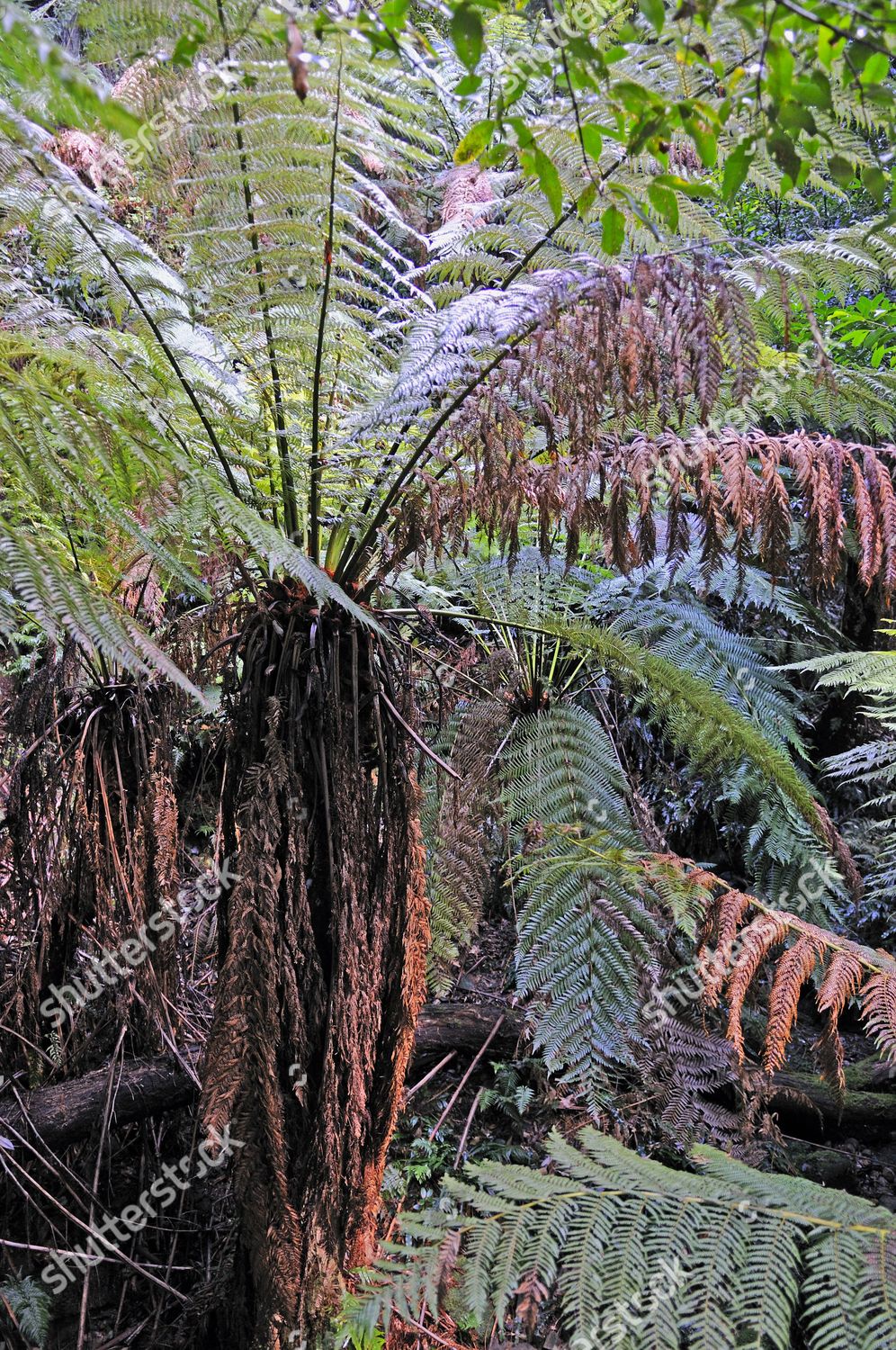 Rock Felt Fern Pyrrosia Rupestris Temperate Editorial Stock Photo ...