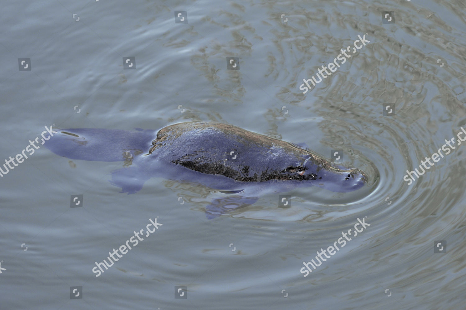 Platypus Ornithorhynchus Anatinus Natural Habitat Very Editorial Stock ...
