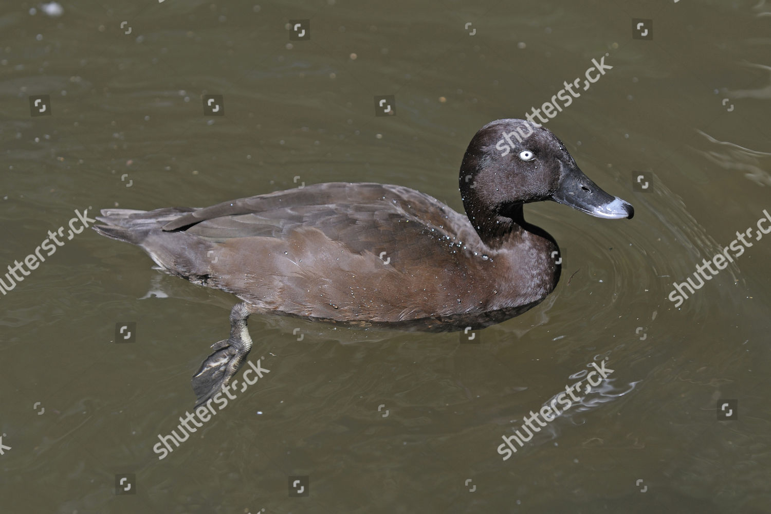 Hardhead Aytha Australis Queensland Australia Editorial Stock Photo ...