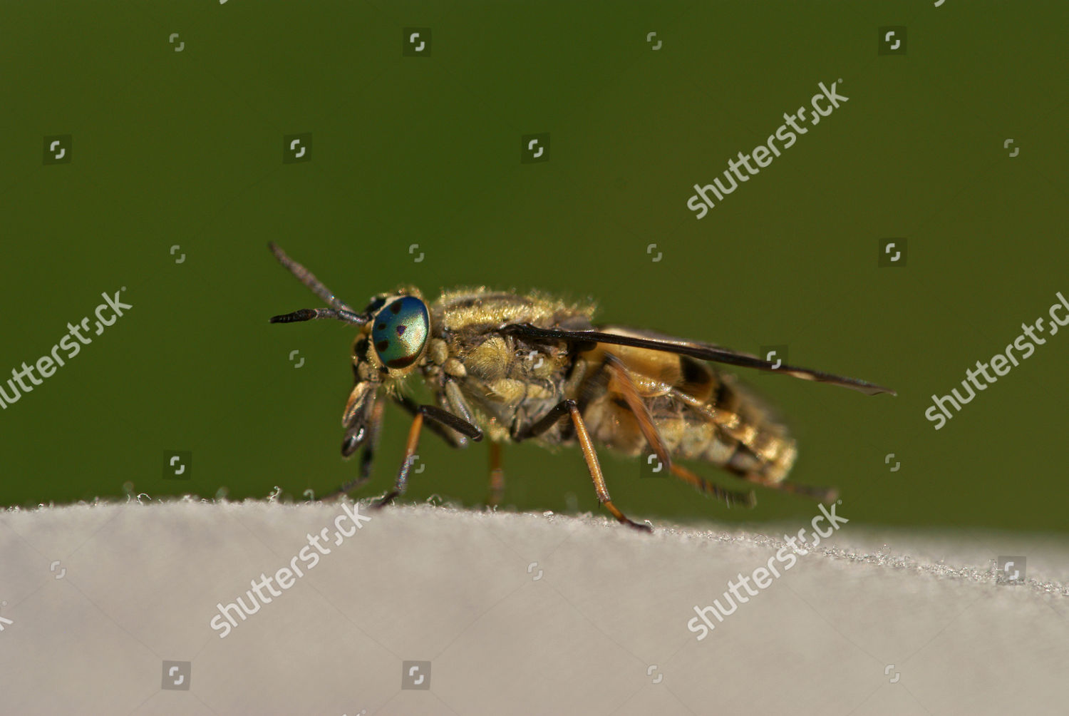 Deer Fly Yellow Fly Chrysops Spp Editorial Stock Photo - Stock Image ...