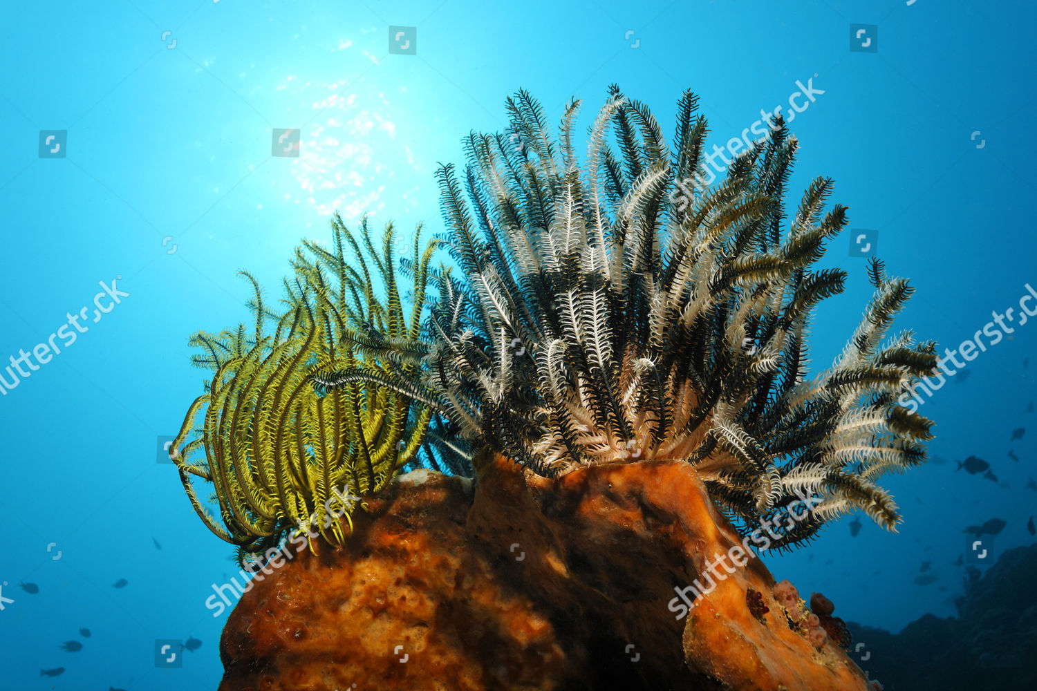Black Crinoid Sea Lily Featherstar Oxycomanthus Editorial Stock Photo ...