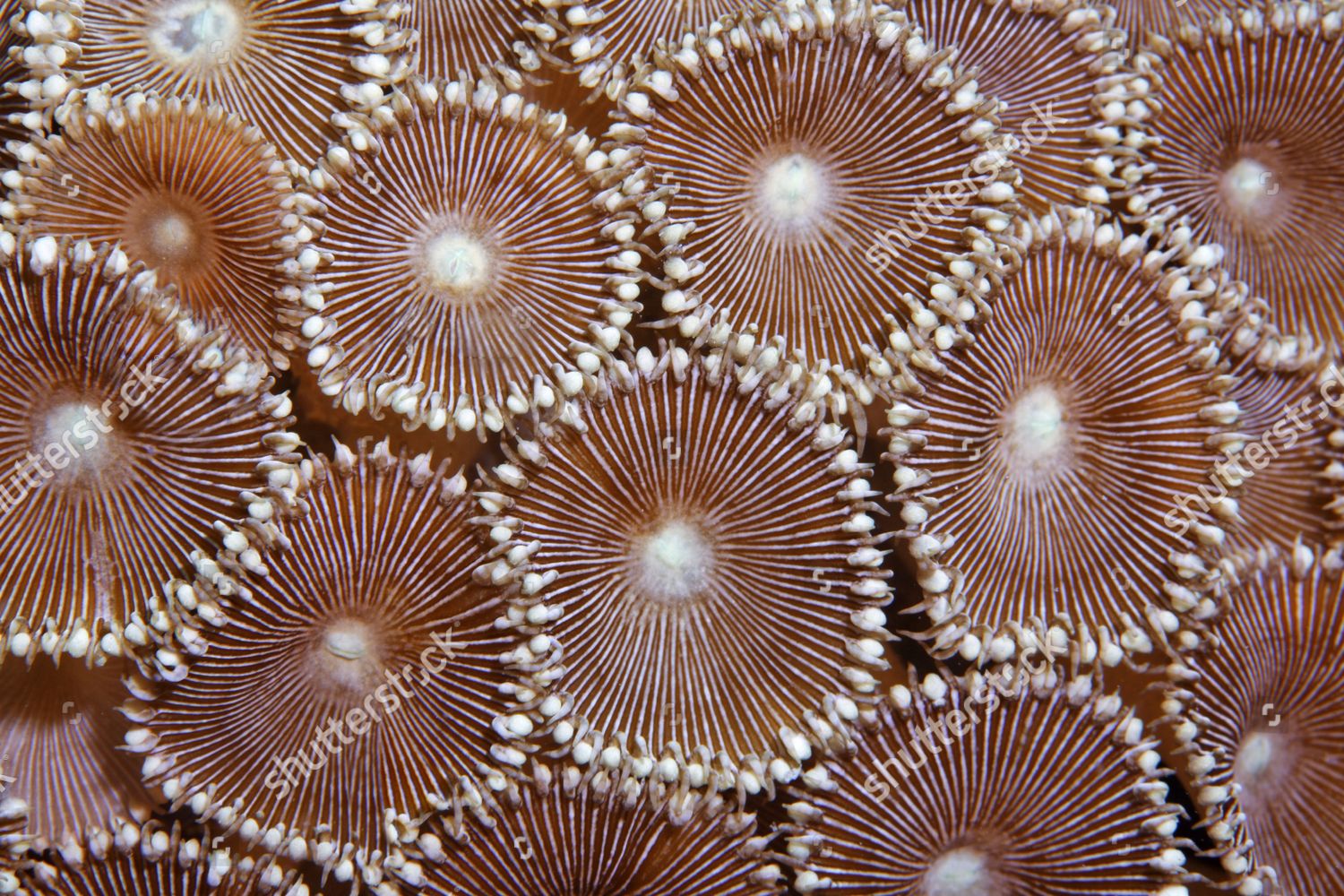 Zoanthid Polyps Hexacoral Protopaythoa Sp Selayar Editorial Stock Photo ...