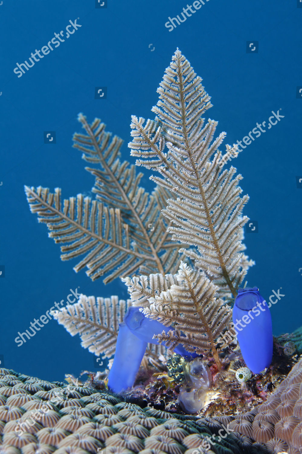 Strongly Feathered Feather Hydroid Aglaophenia Cupressina Editorial ...