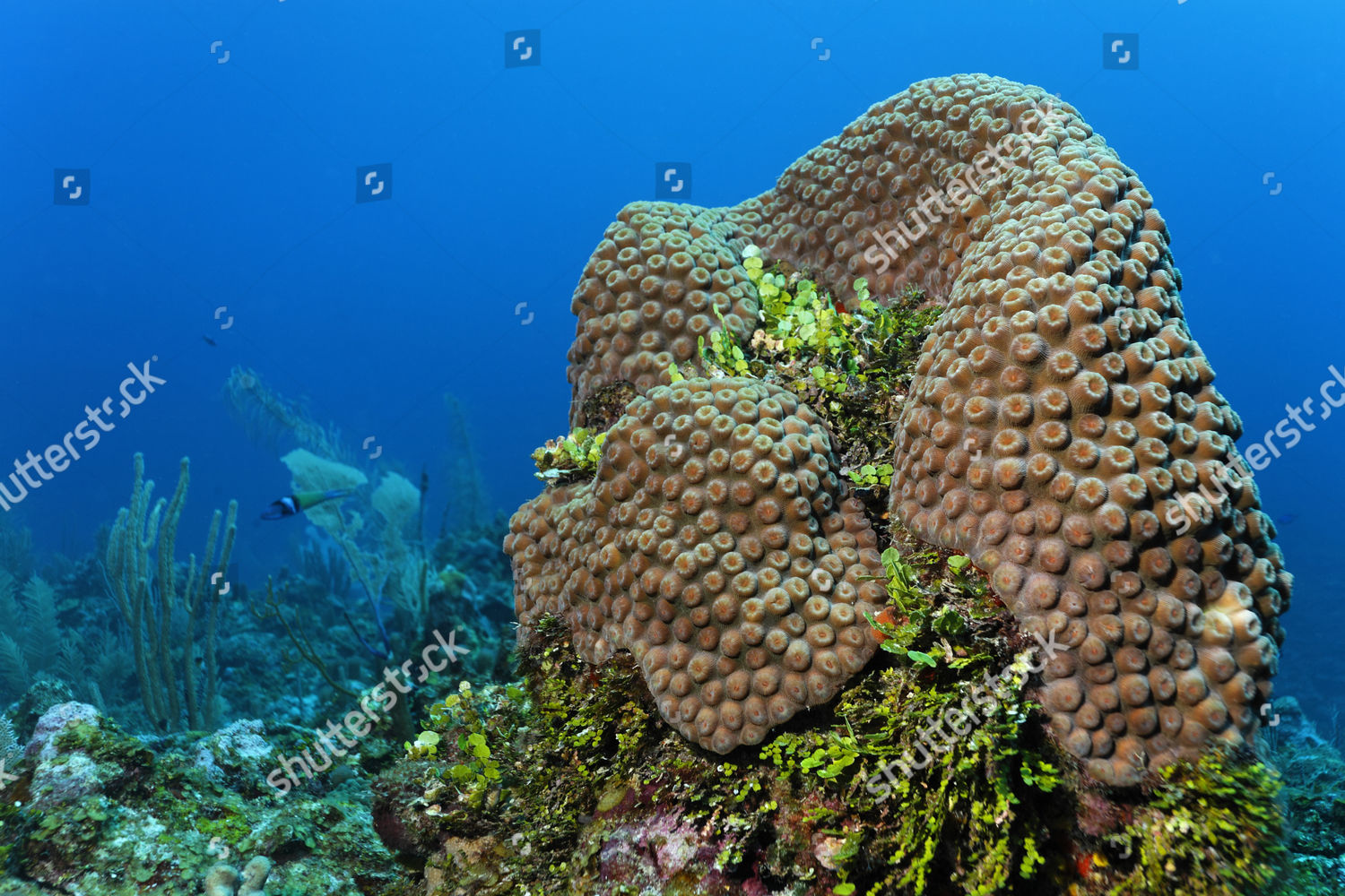 Column Coral Halimeda Algae Halimeda Sp Editorial Stock Photo - Stock ...