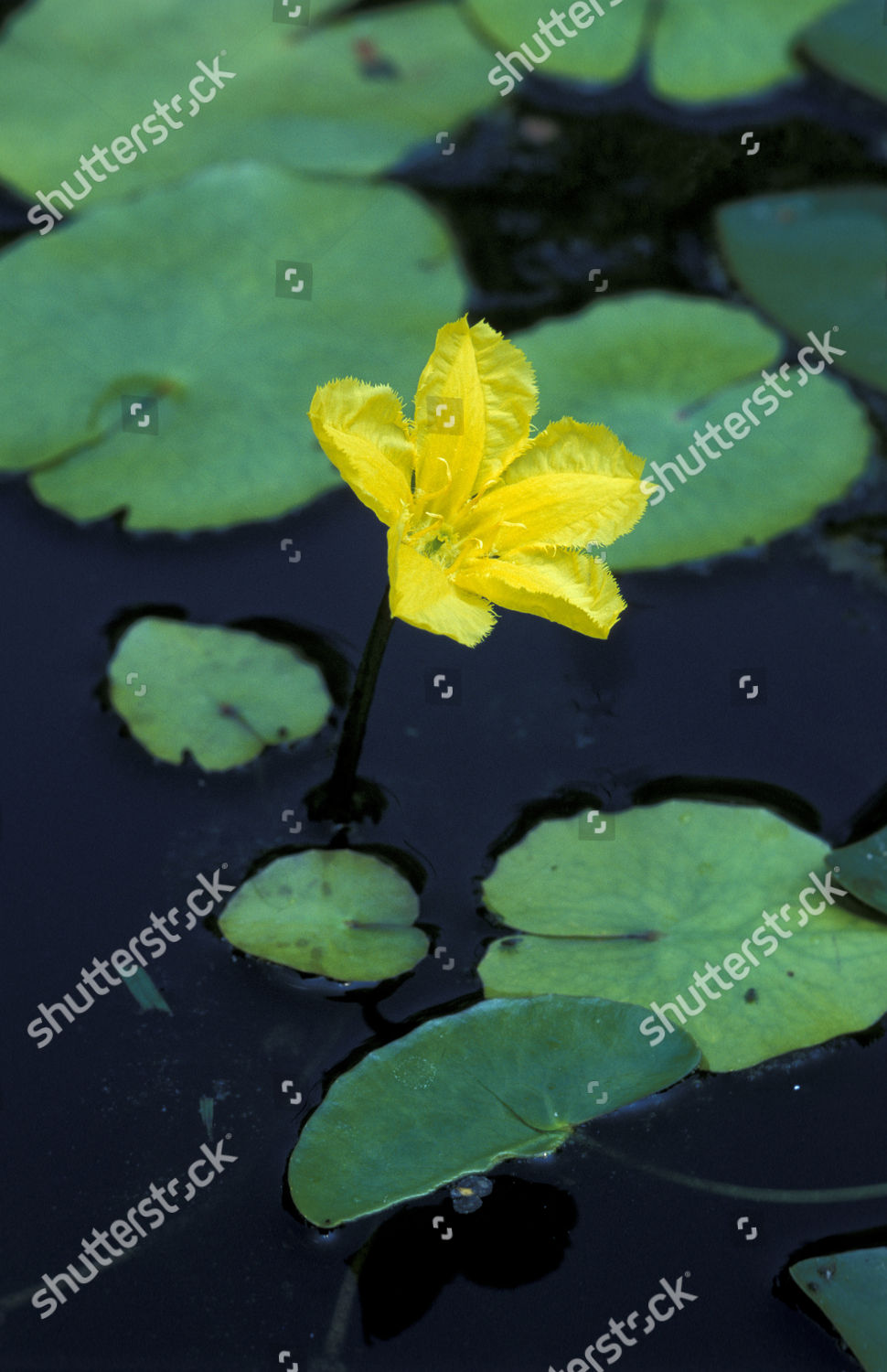Flowering Fringed Waterlily Yellow Floatingheart Water Editorial Stock ...